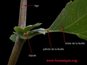 Stipule | BOTANIQUE.ORG