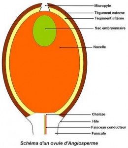 Ovule des Angiospermes | BOTANIQUE.ORG
