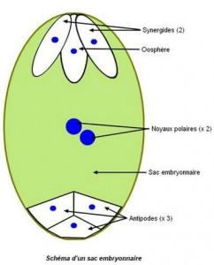 oosphère | BOTANIQUE.ORG