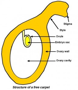 Angiosperm carpel | BOTANIQUE.ORG