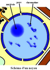 Le noyau contient une partie du patrimoine génétique | BOTANIQUE.ORG