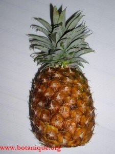Ananas (Bromeliaceae, Poales in APG II, Commelinids, Monocots ...