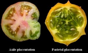 Axile or parietal placentation in fused carpels | BOTANIQUE.ORG