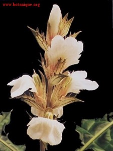 calice | BOTANIQUE.ORG