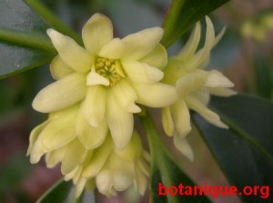 Anis (Illicium anisatum, Schisandraceae, Austrobaileyales) | BOTANIQUE.ORG