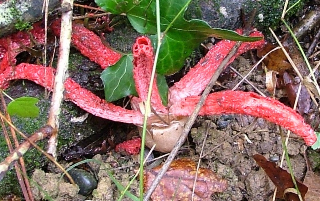 Anthurus d’Archer (Anthurus archeri, Clathrus archeri) | BOTANIQUE.ORG