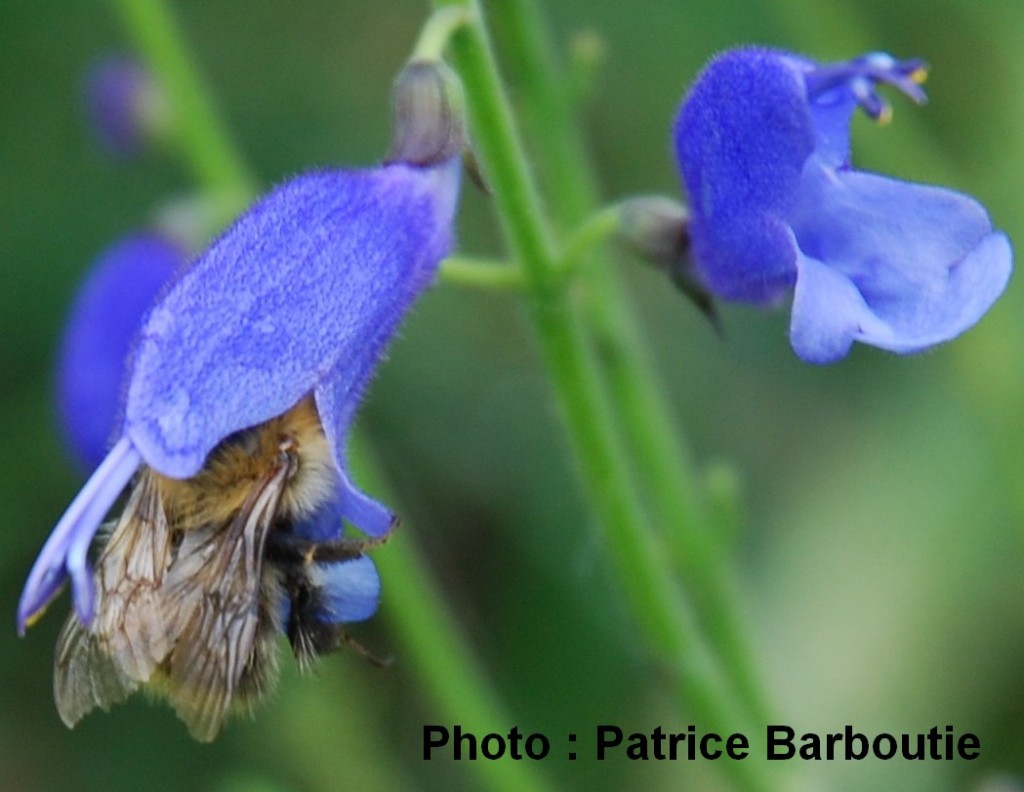 La pollinisation chez les plantes à fleurs (Angiospermes) | BOTANIQUE.ORG