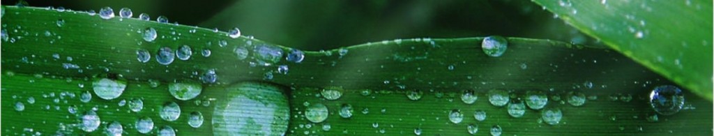 radicule | BOTANIQUE.ORG